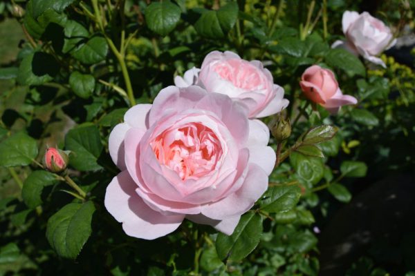 Roser i haven - Livsnyderhaven